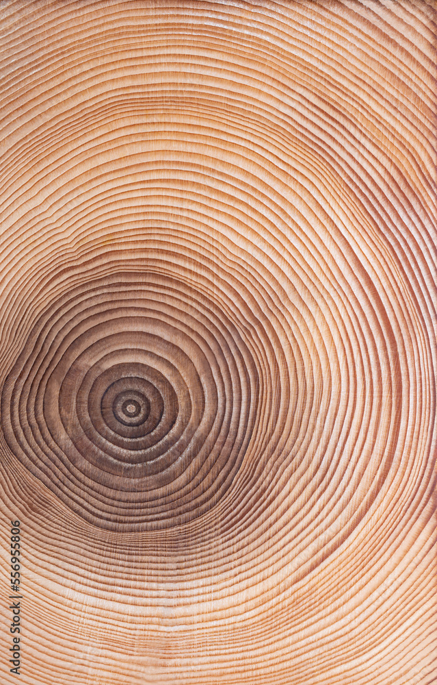 Growth rings of a spruce tree. Horizontal cross section, cut through ...