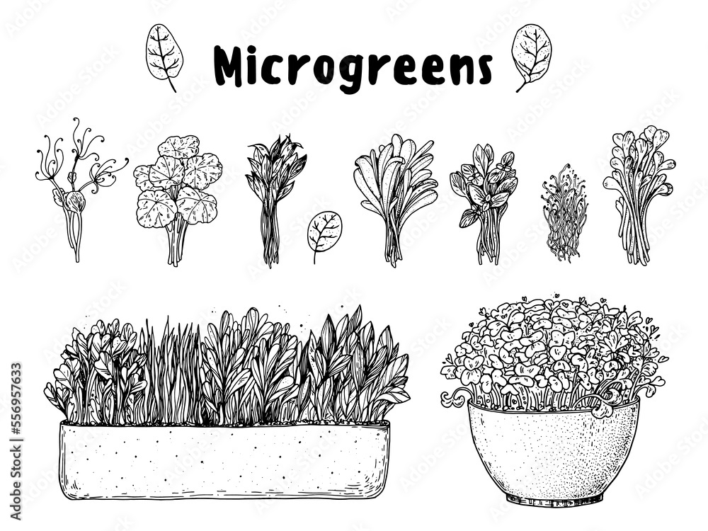 Microgreens hand drawn vector illustration. Sketch style collection ...
