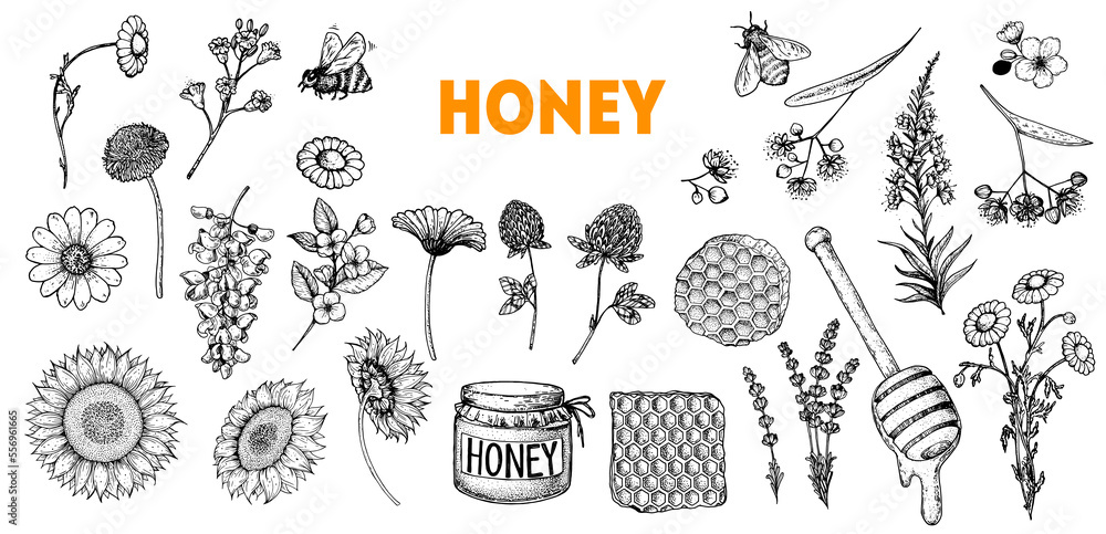 Honey hand drawn vector illustration. Healthy food illustration. Hand ...