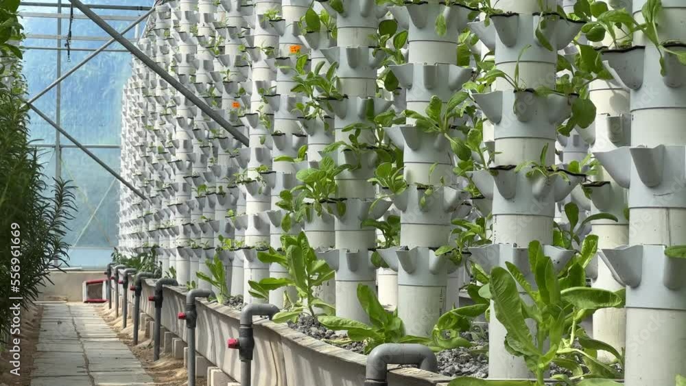 Sustainable Agriculture. Aquaponics based production method farm ...