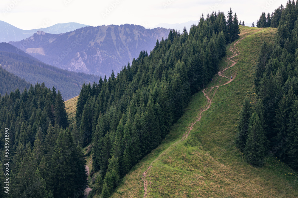 a mountain covered with conifers and green grass with a well-trodden ...