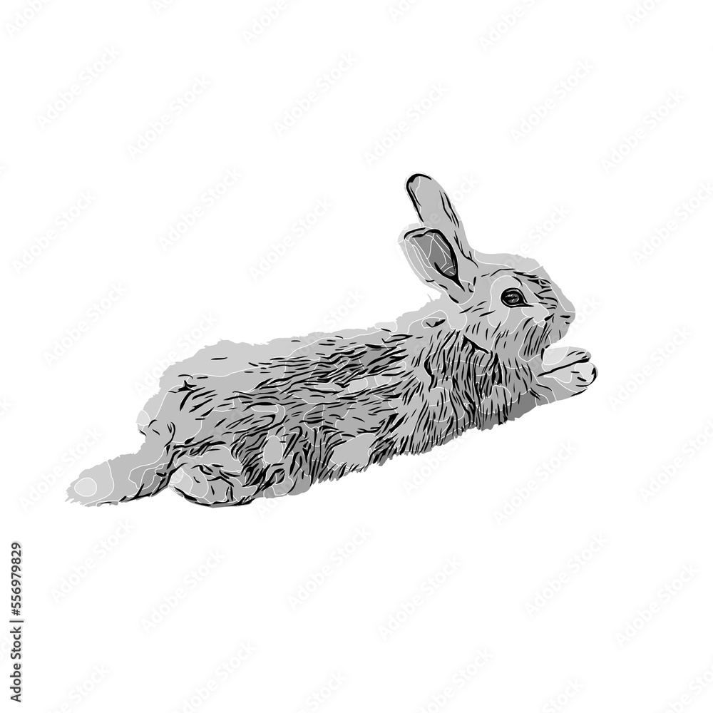 black and white drawing sketch of a rabbit with a transparent ...