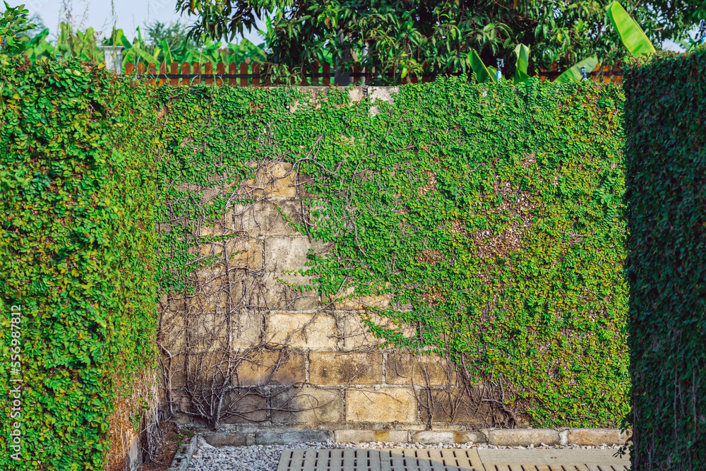 Climbing fig or Creeping fig (Ficus Pumila) the ivy plants are creeping up on concrete wall in ...