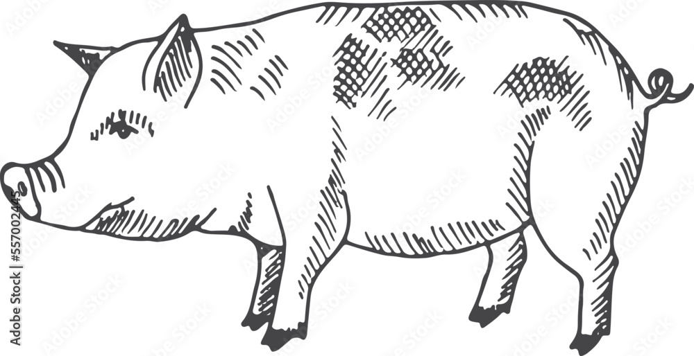 Pig sketch. Farm animal drawing. Domestic swine Stock Vector | Adobe Stock