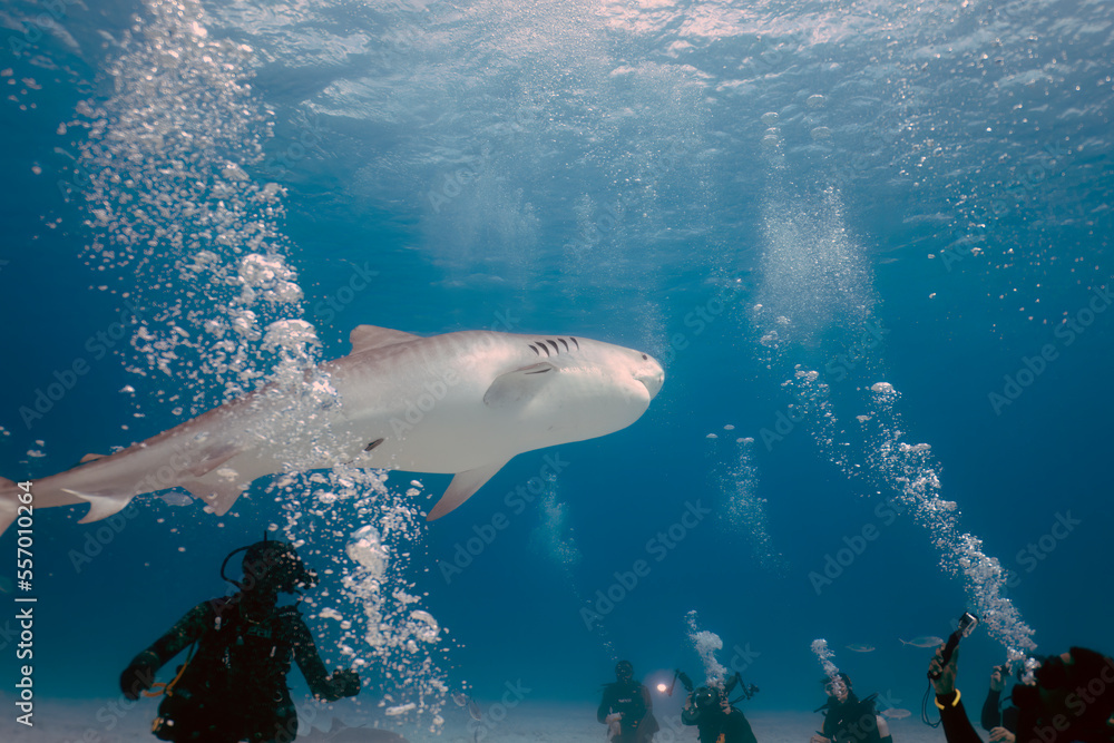 Divers interacting with a Tiger Shark (Galeocerdo cuvier) in Bimini ...