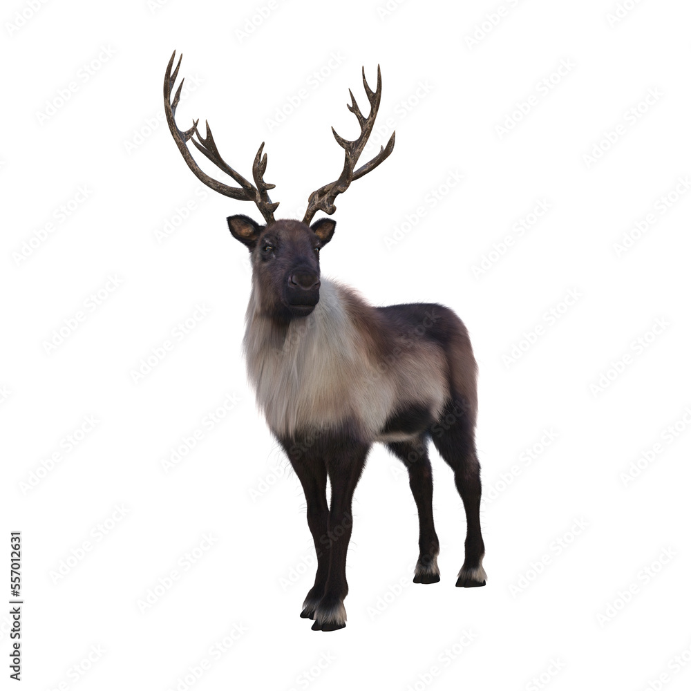 Reindeer or Caribou a wild animal native to arctic tundra in northern ...