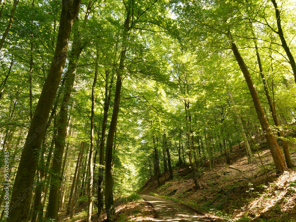 Foto de Wald Landschaft in Hessen. Burgwaldliege Stirnhelle-Rundweg ...