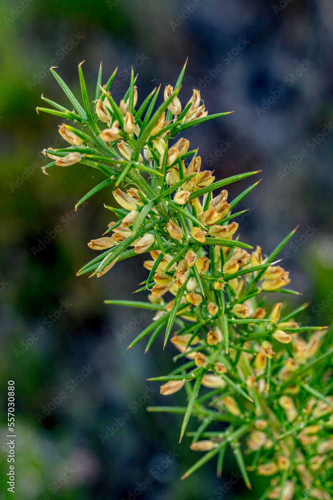 Planta de aulaga morisca o escajo Stock Photo | Adobe Stock