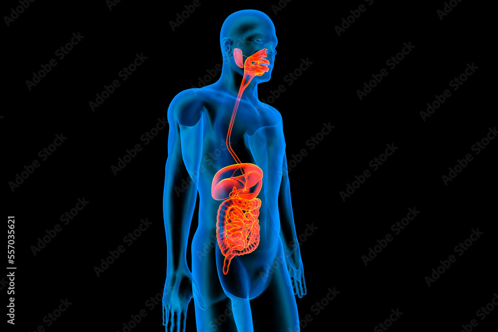 Digestive System 3d man anatomy x-ray liver slow Stock Illustration ...