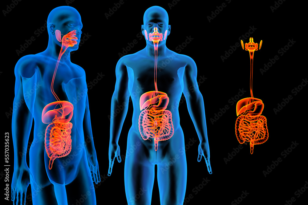 Digestive System 3d man anatomy x-ray liver slow camera 3 in 1 ...