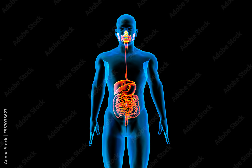 Digestive System 3d man anatomy x-ray liver slow camera Stock ...