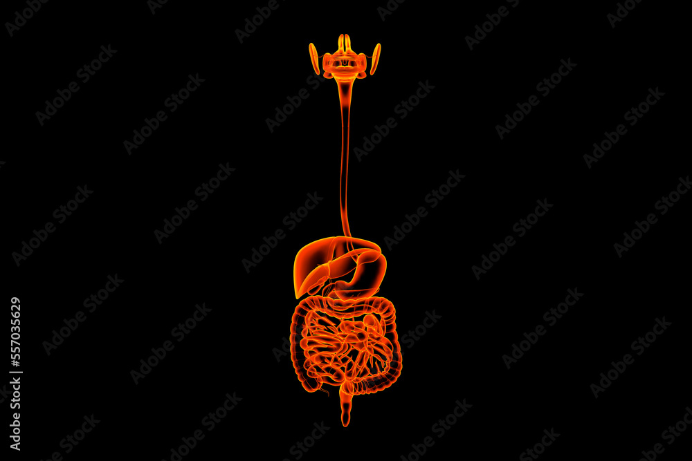 Digestive System 3d man anatomy x-ray liver slow camera Stock ...