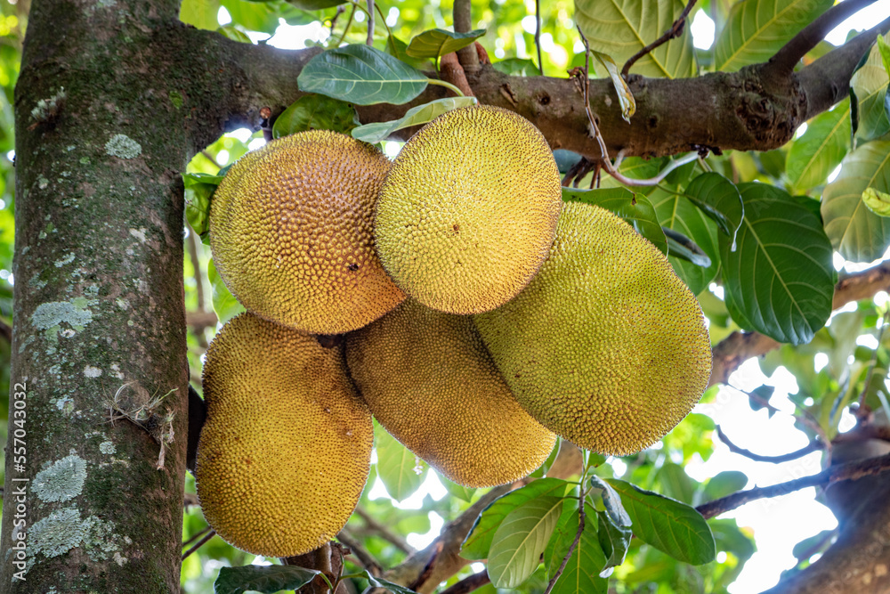 Jaca, jaqueira, pé de jaca, Artocarpus heterophyllus, fruta-pão Stock ...