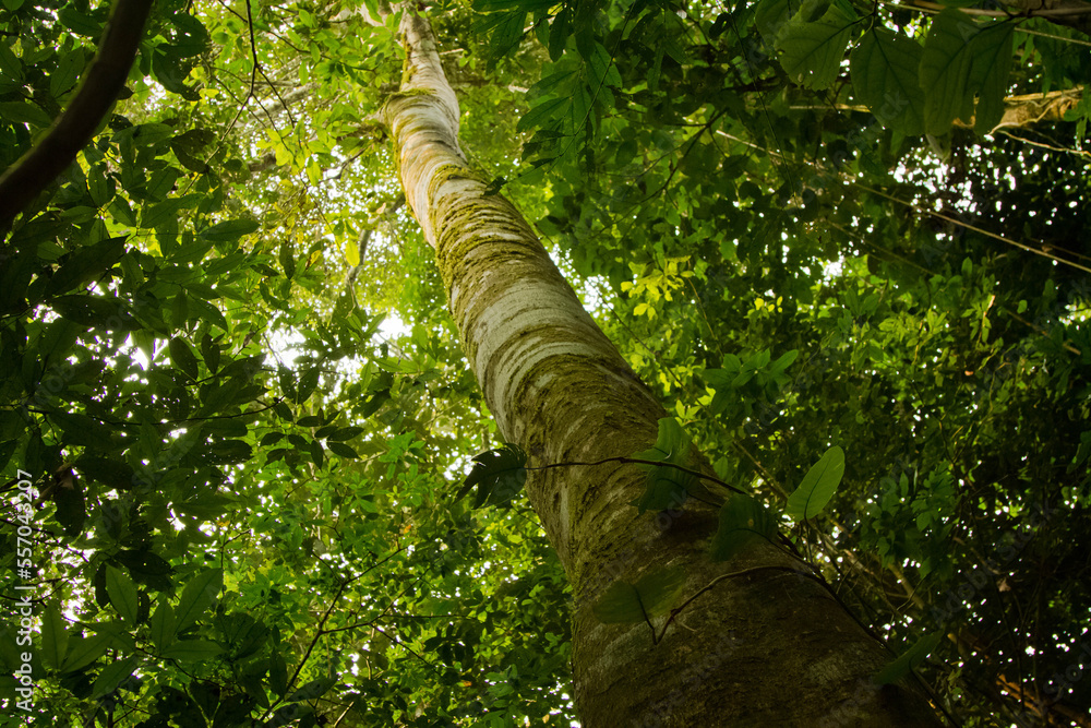 Foto de ARBOL AMAZONICO DEL ECUADOR do Stock | Adobe Stock