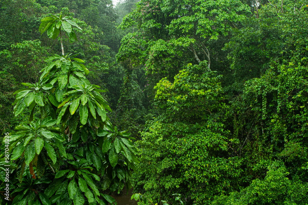 b osque tropical amazonico BOSQUE TROPICAL AMAZONICO Stock Photo ...