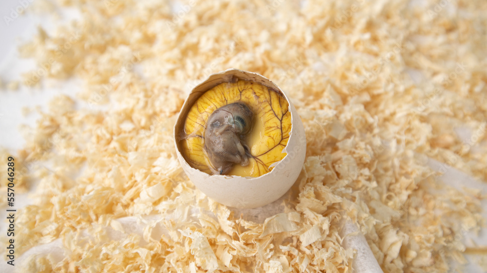 Foto de Chicken embryo in an eggshell. Small chicken carcass with blood ...