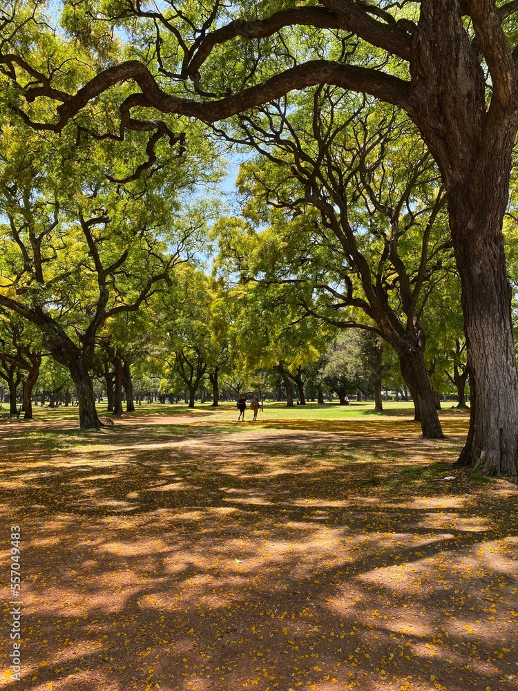 BUENOS AIRES - Park floor covered by petals of the Tipuana tipu tree ...