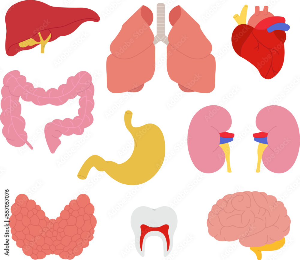 Human organs, brain, heart, teeth, lungs, bladder, intestines, kidneys ...