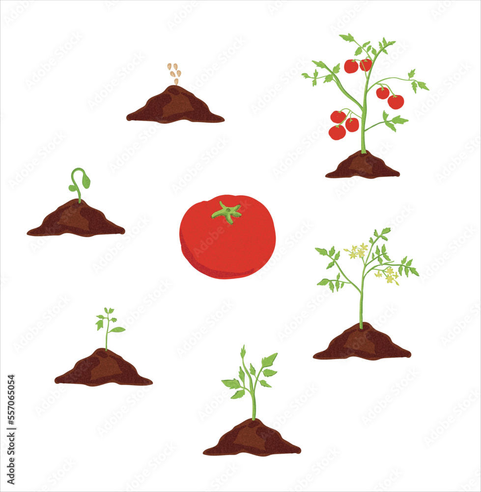 Growth stages of tomato plant. Tomato growing stages vector ...