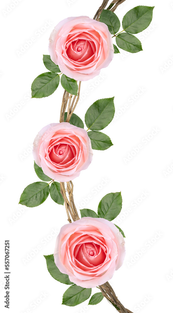 Collection of Pink Rose vine with leaf isolated on white background ...