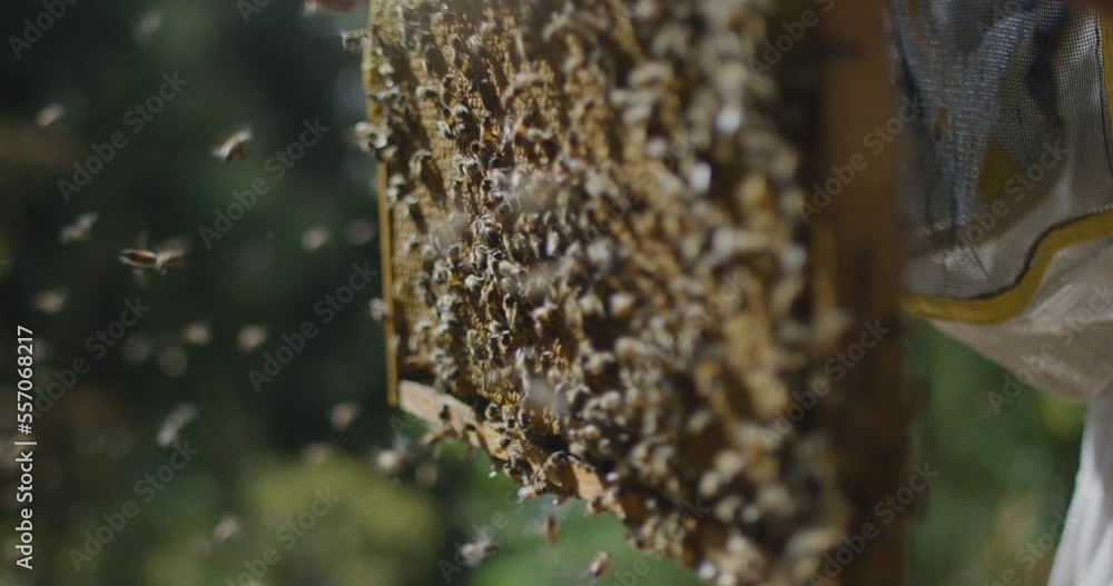 Beekeeper shaking tray of honey bees on remote bee farm in mountains of ...
