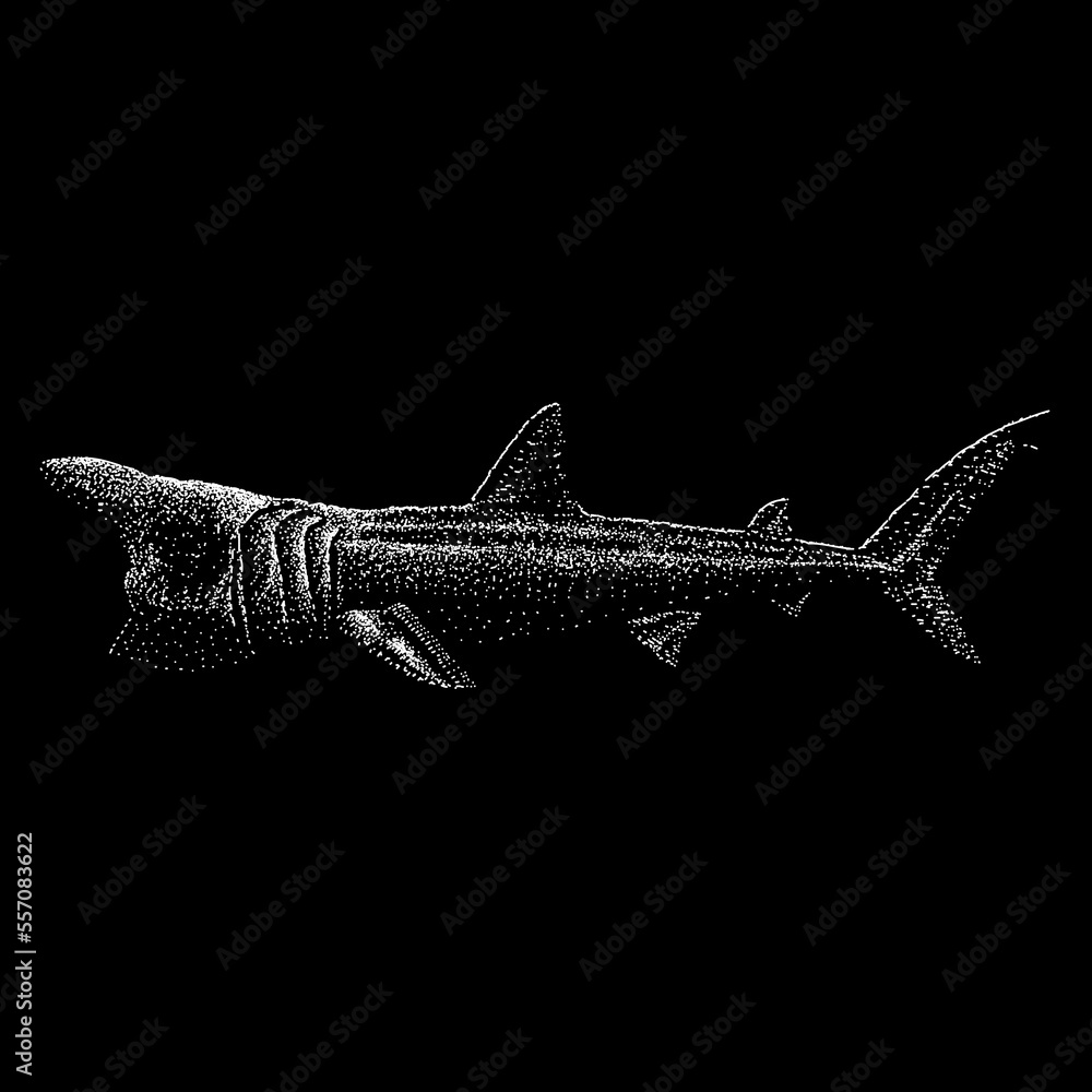Basking Shark hand drawing vector isolated on black background. Stock ...