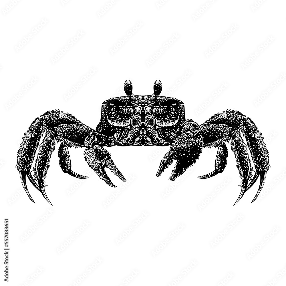 Ghost Crab hand drawing vector illustration isolated on background ...