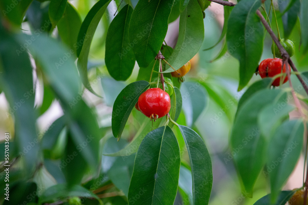 Pitanga (eugenia uniflora) é o fruto da pitangueira, dicotiledônea da ...