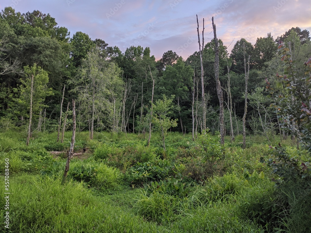 swamp in the woods, georgia swamp, okefenokee swamp park, landscape ...