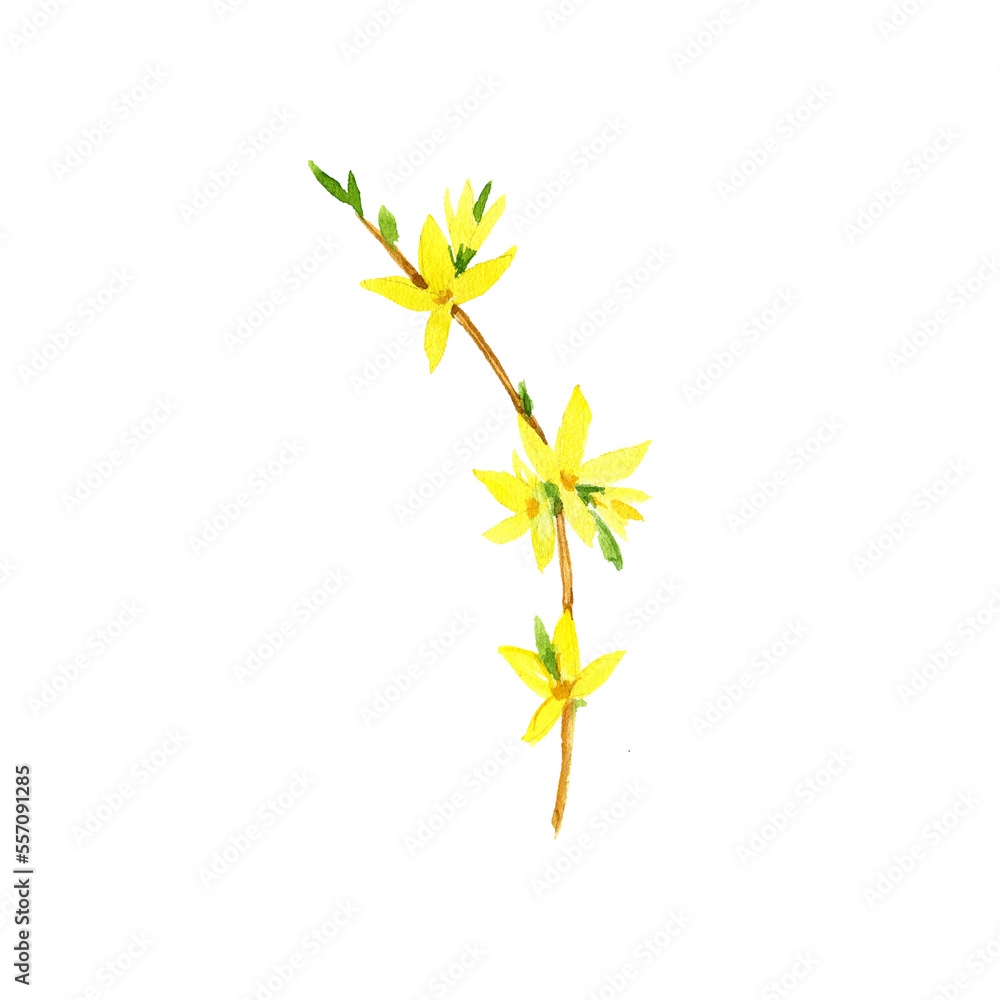 watercolor drawing plant of golden-bell, weeping forsythia, Forsythia ...