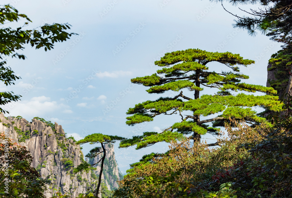 Pine trees in Huangshan Natural Scenic Area, Anhui province Stock Photo ...