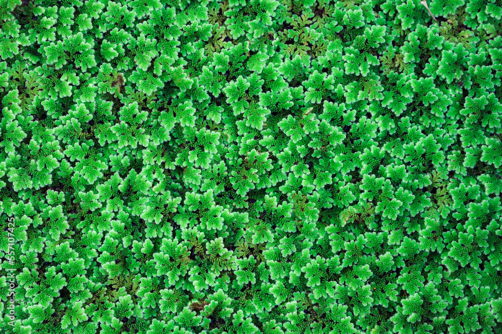 Azolla is a floating fern plant. It grows floating on the surface of ...