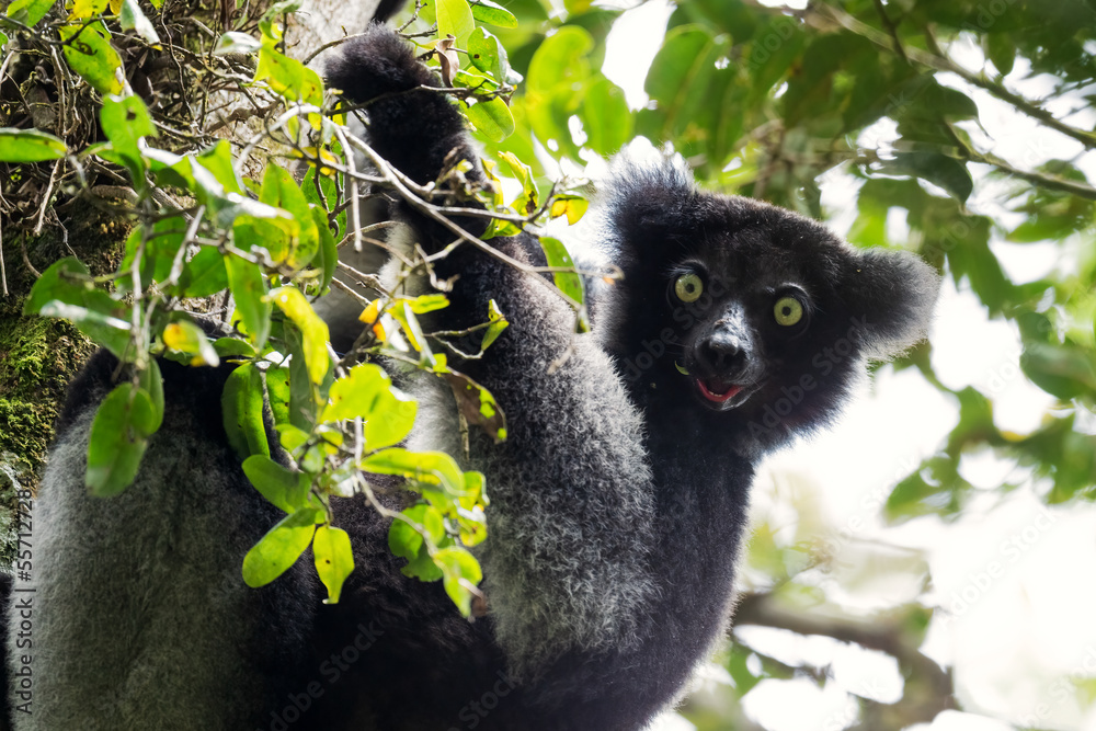 Indri - Indri indri, rain forest Madagascar east coast, Cute primate ...