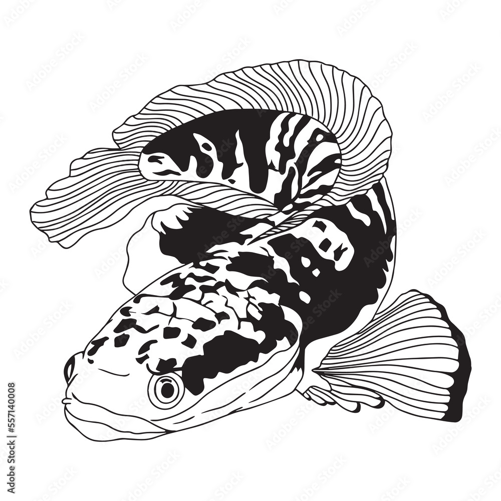 Snakehead fish channa vector illustration for logo, sticker or shirt ...