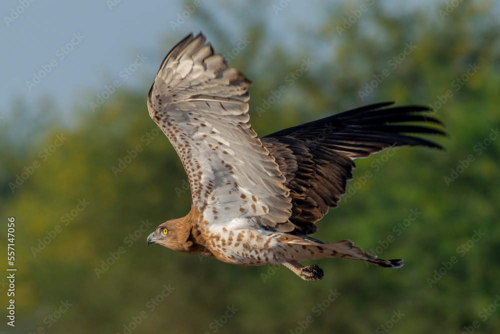closeup of an eagle , closeup photos of snake eagle ,The short-toed ...