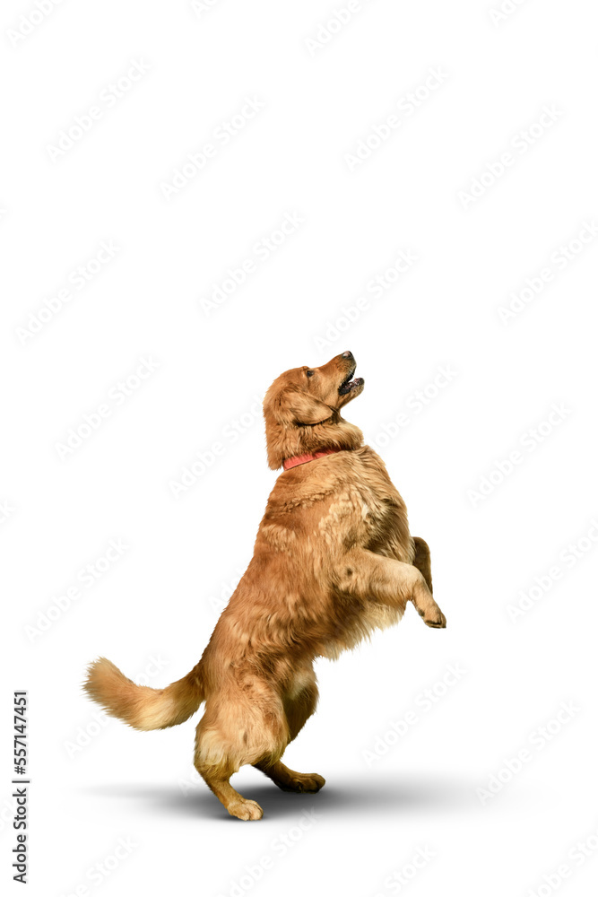 Golden retriever dog on a Transparent background with shadow. Stock ...