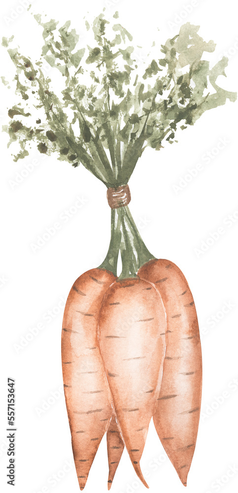 Carrot illustration. Hand drawn Bunch of carrots clipart. Vegetables ...
