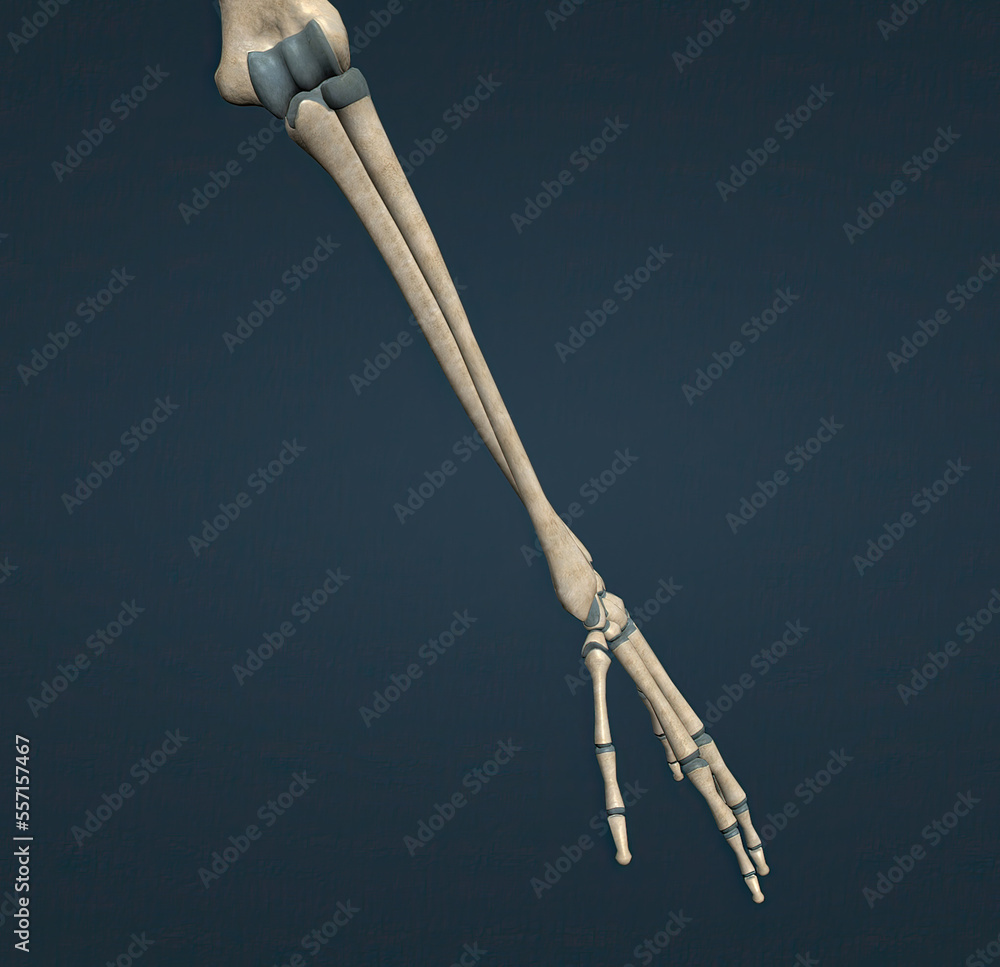 In the human arm, the humeral trochlea is the medial part of the ...