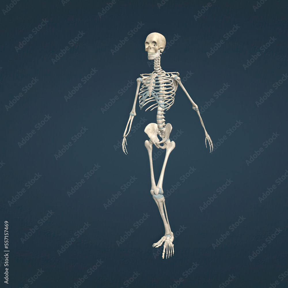 human skeleton, the internal skeleton that serves as a framework for ...