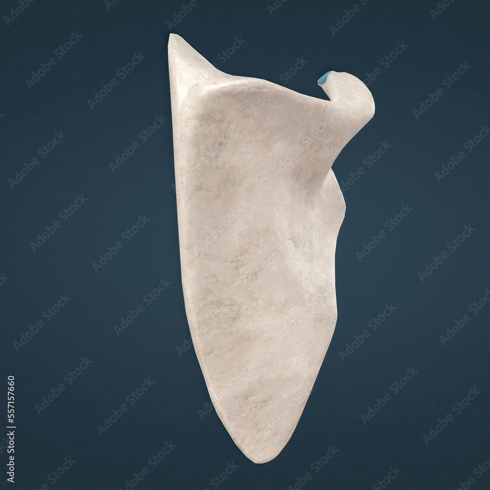 scapula, also called shoulder blade, either of two large bones of the ...