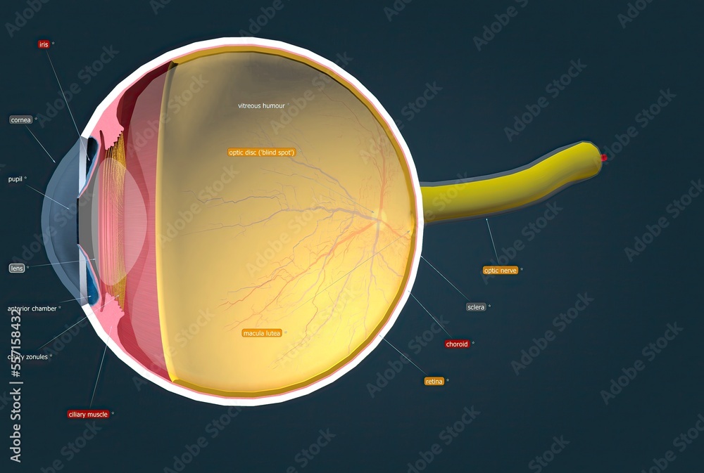 Structure of the Human Eye and anatomy of vision ilustração do Stock ...