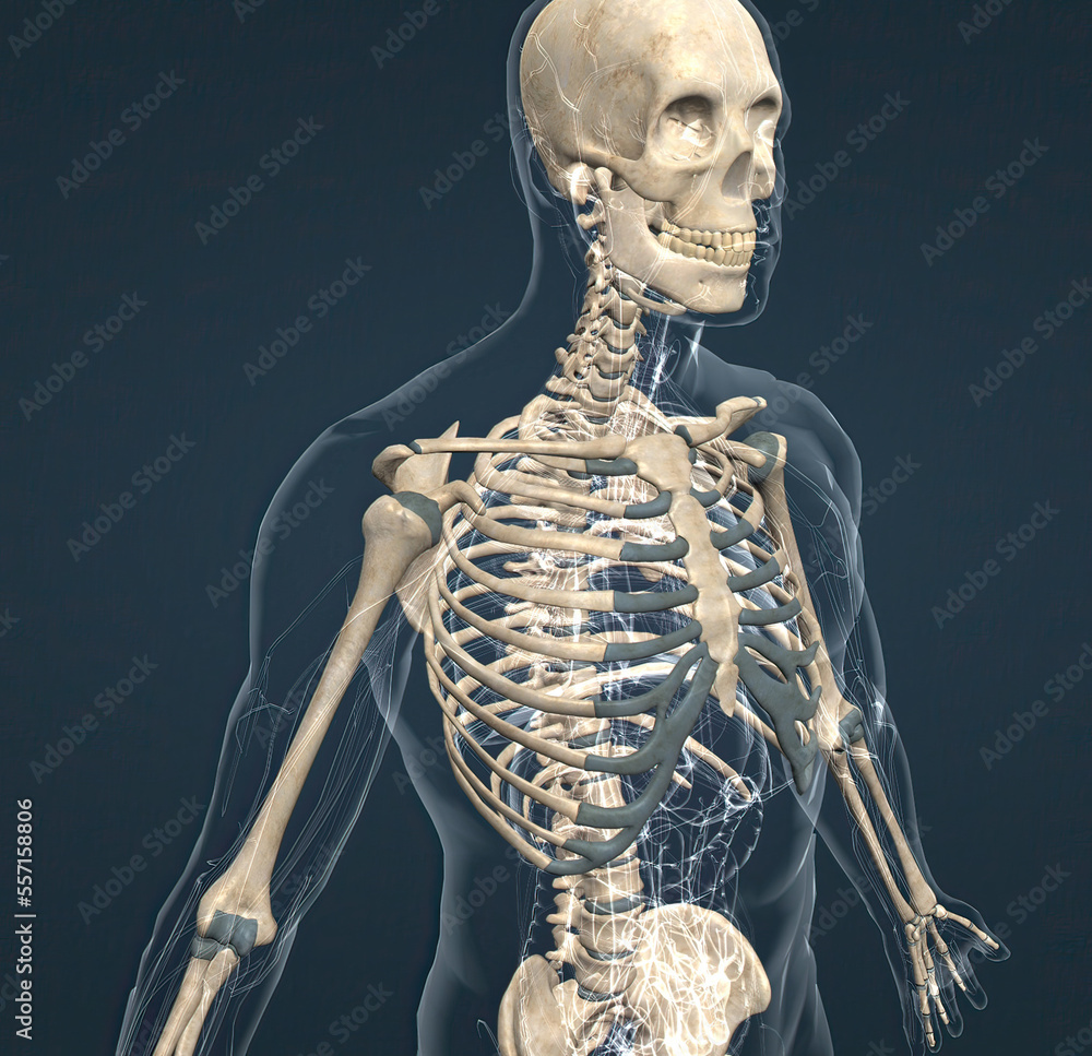 human skeleton, the internal skeleton that serves as a framework for ...