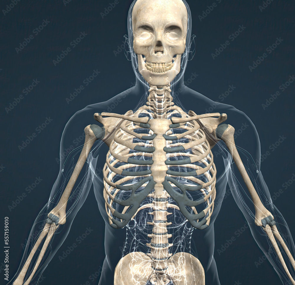human skeleton, the internal skeleton that serves as a framework for ...