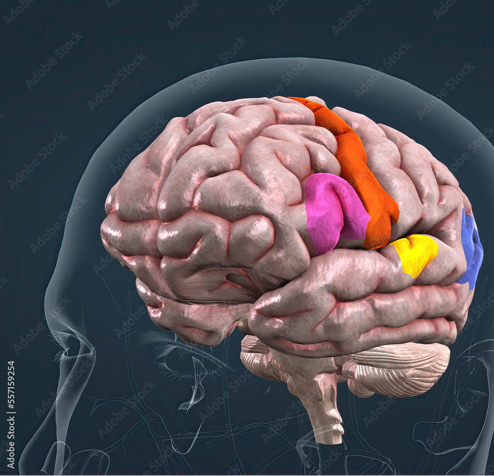 Anatomy of the brain and its colored parts Stock Illustration | Adobe Stock