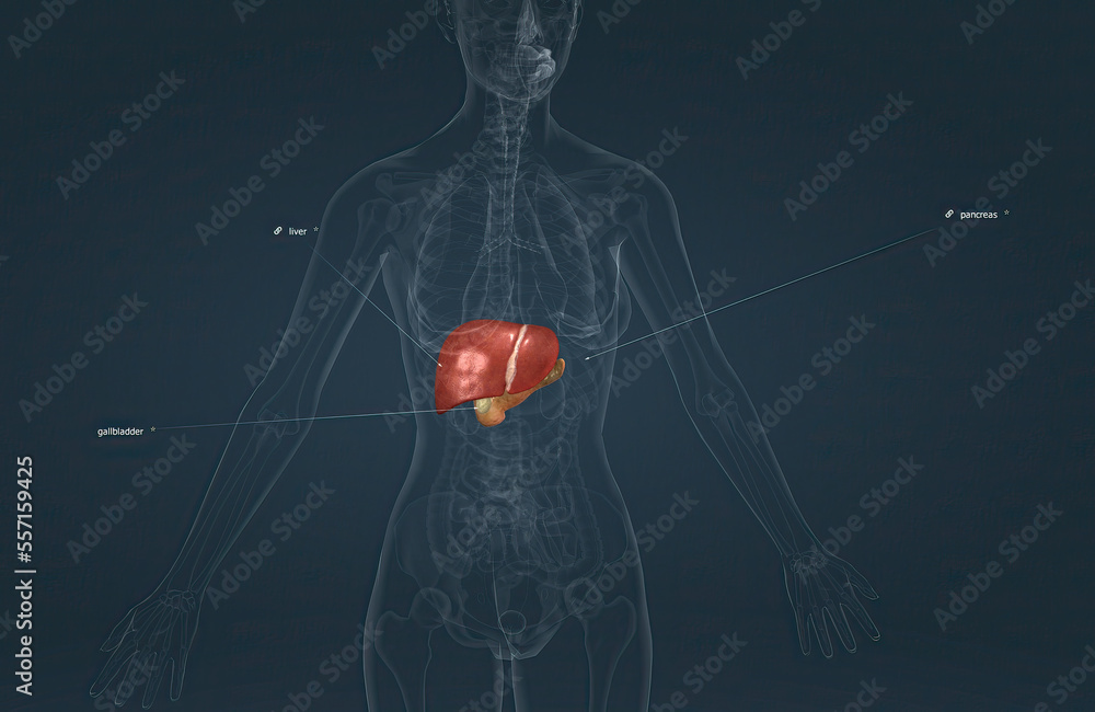 The digestive role of the liver is to produce bile and export it to the ...