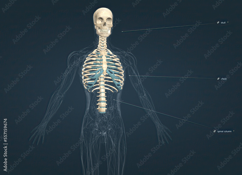 The bones of the rib cage are the thoracic vertebrae, twelve pairs of ...