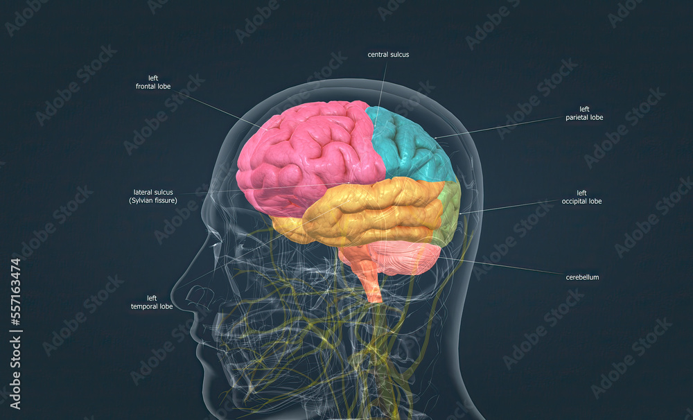 Anatomy of the brain and its colored parts Stock Illustration | Adobe Stock