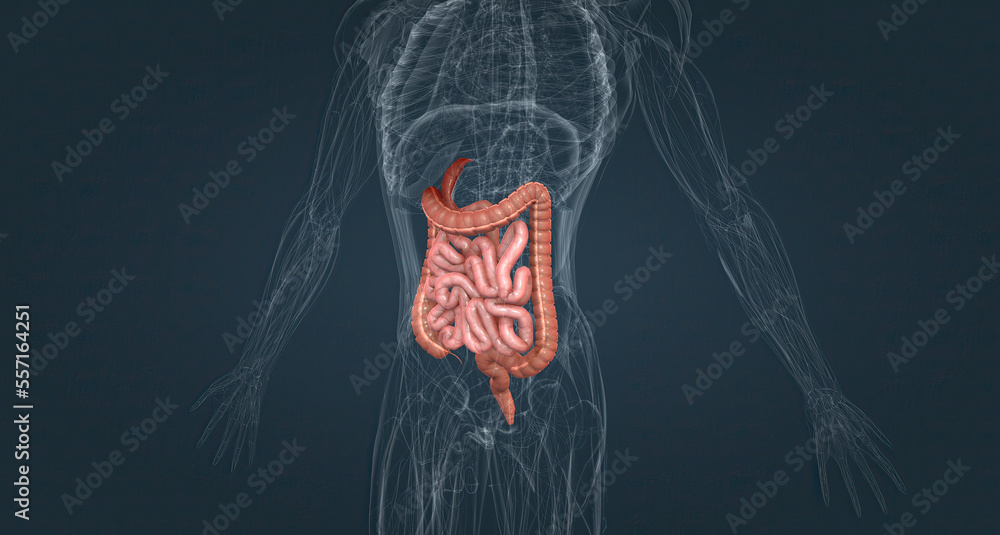 The small intestine is connected to the large intestine, also called ...