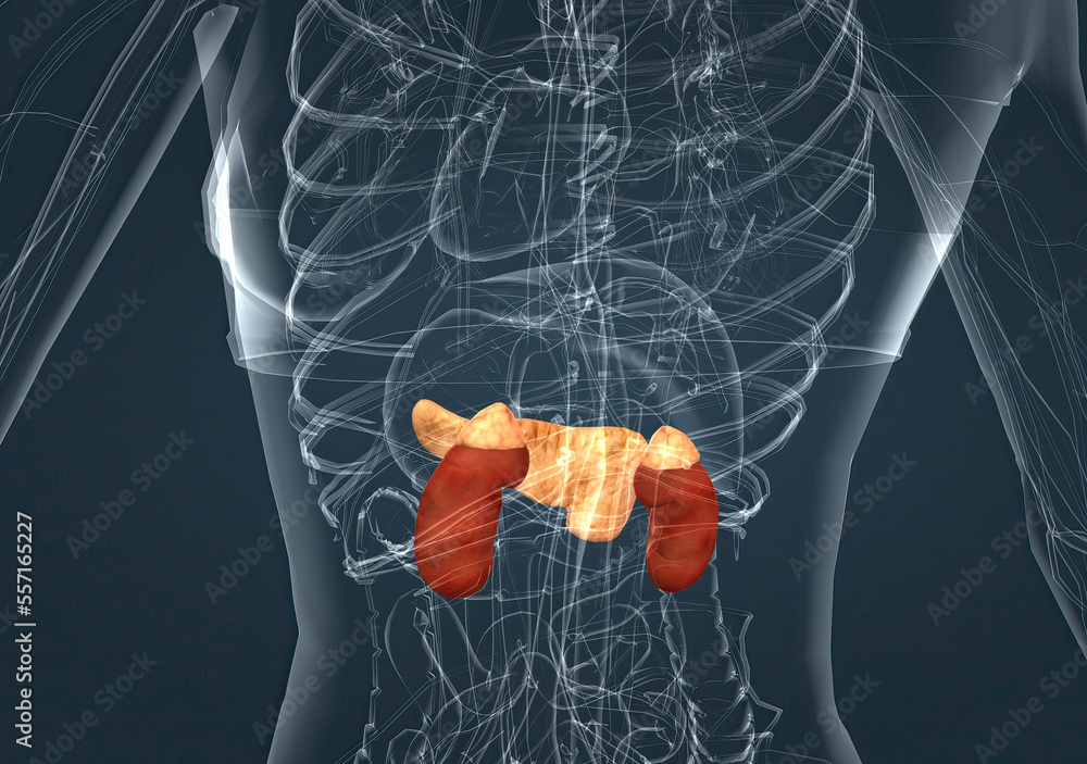 Female endocrine system, adrenal gland and pancreas Stock Illustration ...