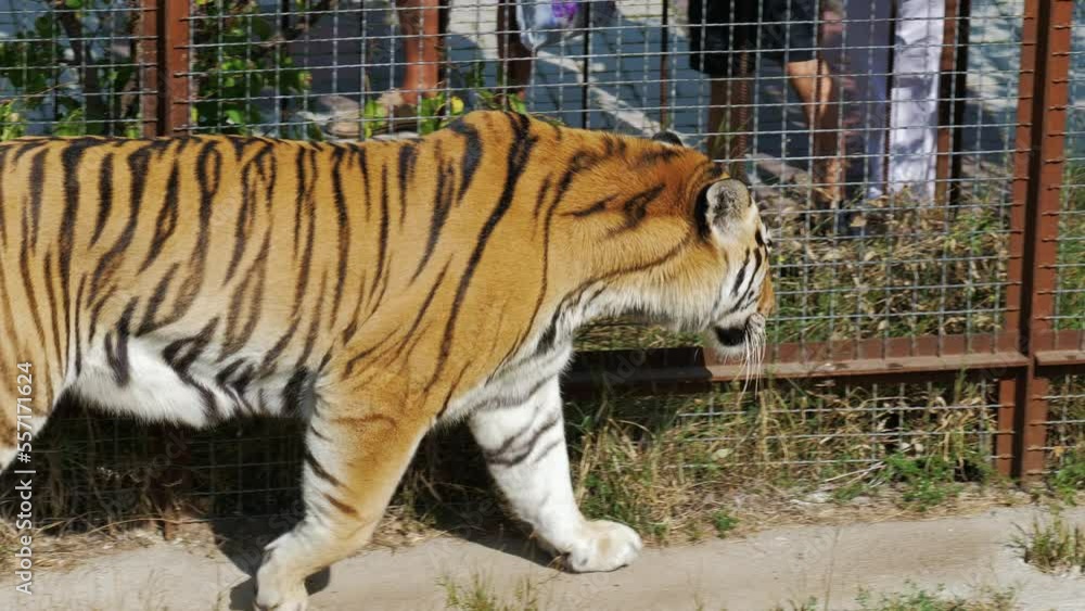 Large tiger walks along grid wall back and forth, sniffing. Adult ...